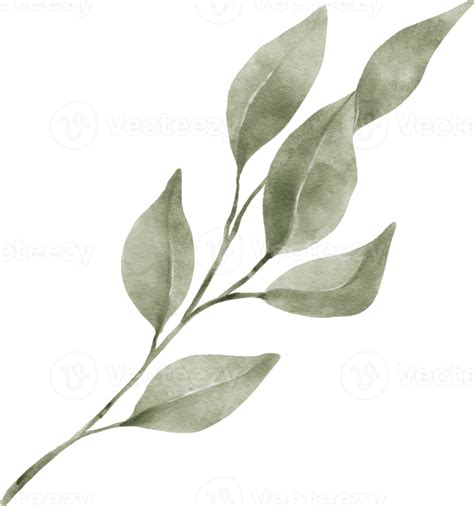 Greenery Leaf Watercolor 9369337 Png