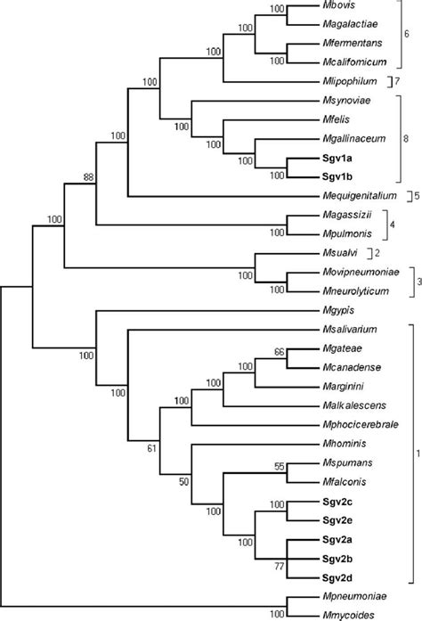 Phylogenetic Tree Maximum Parsimony Based On 16s23s Rrna Igs Region