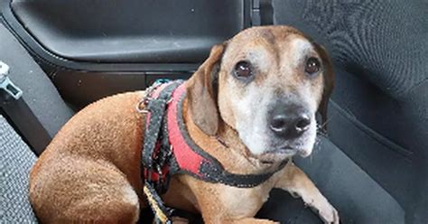 Britains Loneliest Dog Seeks New Home After 500 Days At Somerset