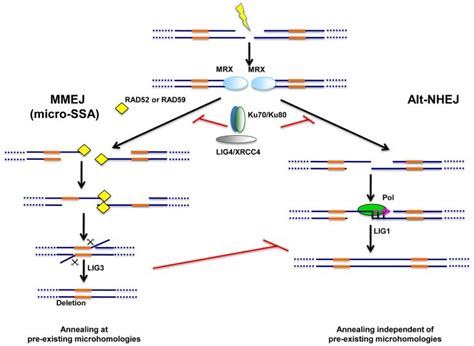 alternative end joining pathways of dna repair two types of