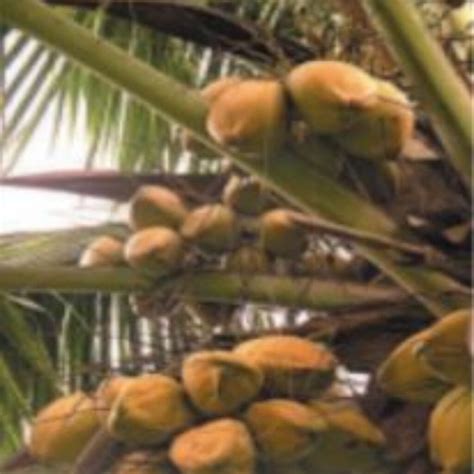 Coconut Varieties Jay Hind Farm