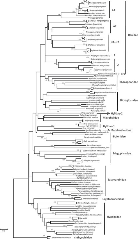 neighbour joining tree with bootstrap support 1000 replicates showing