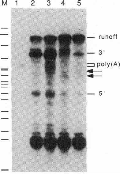 Figure 1 From Transcriptional Arrest Of Yeast Rna Polymerase Ii By Escherichia Coli Rho Protein