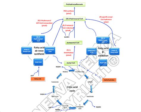 Pha Biosynthesis In The Context Of Microbial Metabolism The Major Download Scientific Diagram