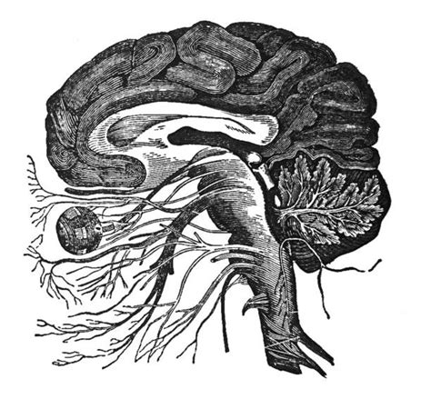 310 Medulla Oblongata Stock Illustrations Royalty Free Vector