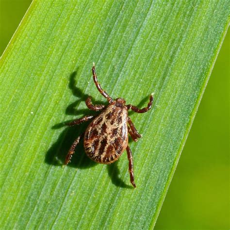 Functional Medicine Treatment For Lyme Disease Bionworx