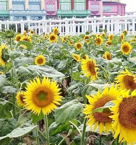 葵花代表什么生肖十二生肖中与葵花相关的象征意义是什么 花植网