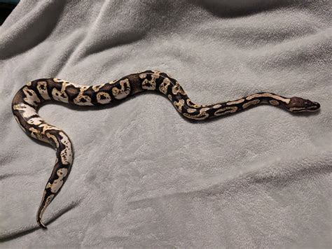 What Is Her Morph Ball Pythons Morphmarket Reptile Community