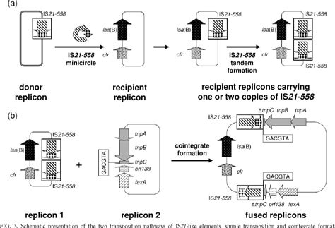 Staphylococcus Warneri Semantic Scholar