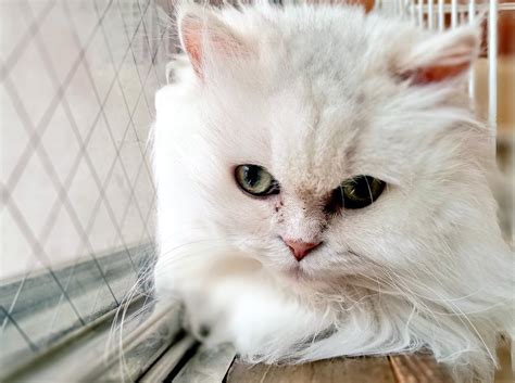 保護猫カフェ鶴橋店【2階】（元保護猫カフェマンチカン） On Twitter 【里親募集 】 ペルシャ 女の子 毛並みがモサモサになっ