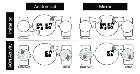 Depictions Of Anatomical And Behavioral Imitation Top And Download Scientific Diagram