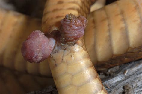 Alligators Are Always Erect And More Weird Reptile Genitalia