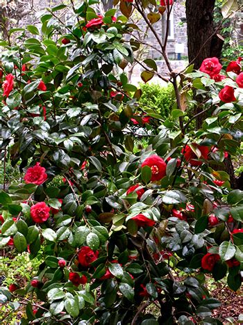Hardy Camellias The April Series The Scott Arboretum