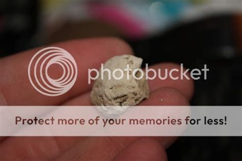 Some Different Finds Fossil ID The Fossil Forum