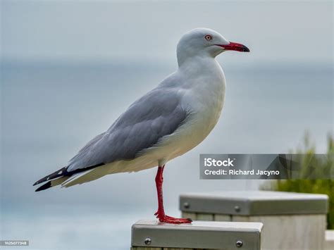 Yallingup 작은 해안 마을은 극적인 바위가 많은 바다 풍경 멋진 서핑 브레이크 밝은 하얀 모래 번성하는 예술 현장과 갈매기로 유명합니다 갈매기에 대한 스톡 사진 및