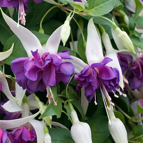 Fuchsia Deep Purple Giant Trailing Ot Gardens
