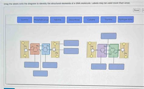 Drag The Labels Onto The Diagram To Identify The Structural Elements Of A Dna Molecule La [biology]