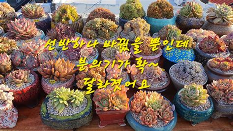 다육이선반 하나로 키핑장느낌 분위기 확~달라 졌어요 사과꽃 누다 라탐 Youtube