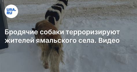 Жители Шурышкарского района ЯНАО пожаловались на бродячих собак видео