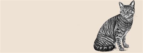 Jonathans Cats — Jonathan B Losos