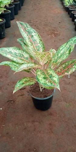 Well Watered Aloe Barbadensis Mill Indoor Plants At ₹ 250piece In Navi