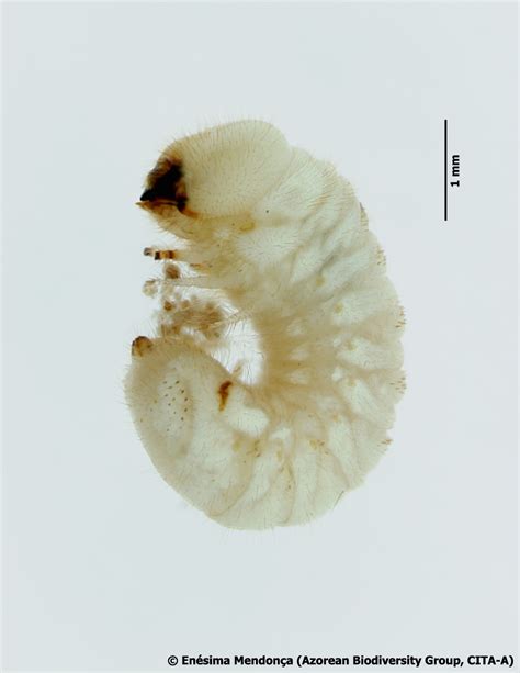 Anobium Punctatum Ecologia Taxonomia Morfologia Distribuição