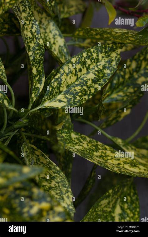 Close Up Of A Spotted Laurel Aucuba Japonica Golden Girl Stock
