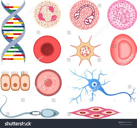 含有 Dna、血细胞、程式化矢量插画卡通的人类细胞、腺体神经元和蛋白质 库存矢量图（免版税）223480267 Shutterstock