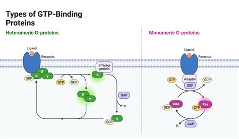 Types Of Gtp Binding Proteins Biorender Science Templates