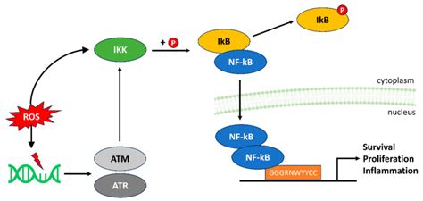Reactive Oxygen Species Signaling And Oxidative Stress Transcriptional Regulation And Evolution