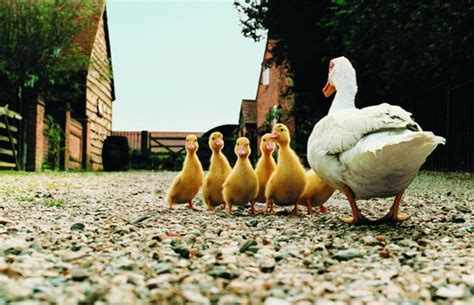 How To Raise Pekin Ducks From Ducklings Cuteness