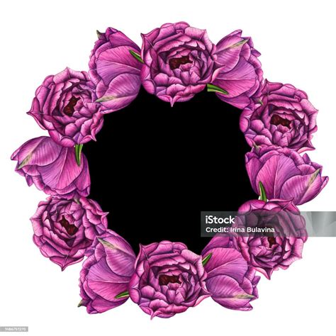 꽃의 화환입니다 손으로 그린 수채화 프레임에는 흰색 바탕에 보라색 튤립이 있다 인사말 카드 청첩장 생일 및 어머니의 날 카드를 위해 격리된 봄 꽃 식물 그림 개화기에 대한