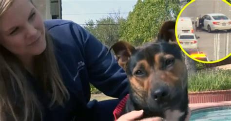 Nurse Saves Dogs Life After Rescuing It From Running Down The Freeway