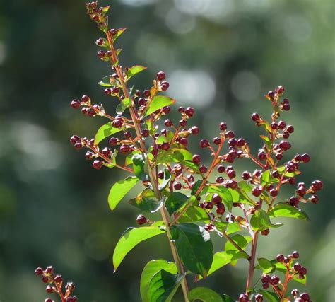 Crepe Myrtles Plant Care And Collection Of Varieties Garden Org