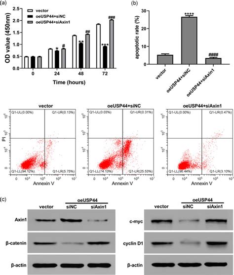 Usp44 Suppresses Proliferation And Enhances Apoptosis In Colorectal