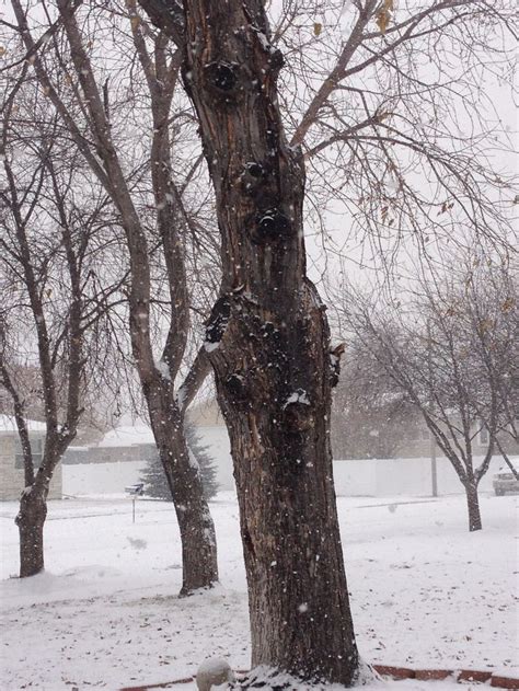 Snowing Tree Snow Plants
