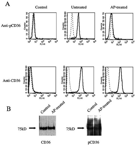 Effect Of Exogenous Ap On Cd36 Phosphorylation In Transfectants