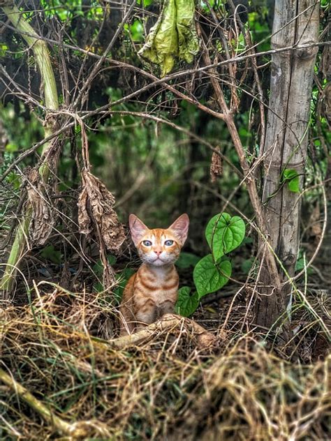 猫 小猫 虎斑猫 Pixabay上的免费照片 Pixabay