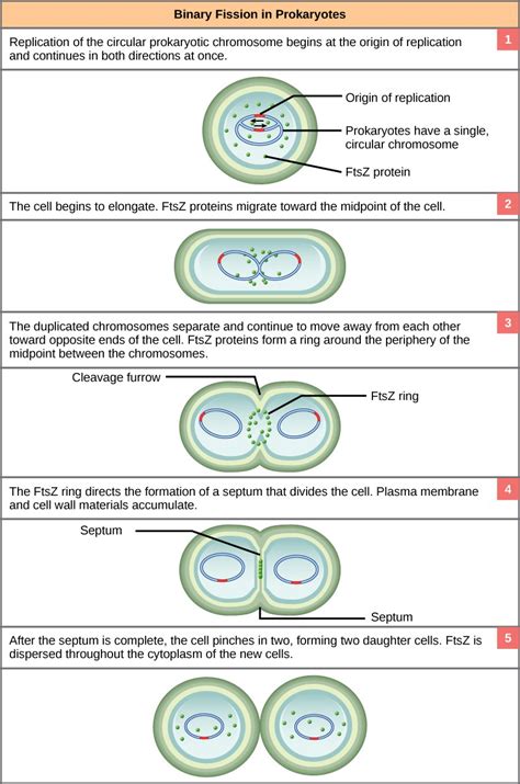 Prokaryotic Cell Division Openstax Biology