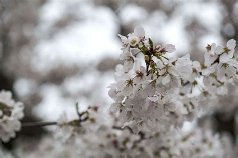 Most Read Fairfax County Stories Of The Week March 21 25 Ffxnow