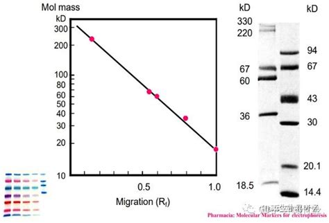生物化学高频考点（十四）之蛋白质分子的大小与性状的思维导图 知乎