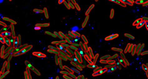 Phage Nucleus Uc San Diego