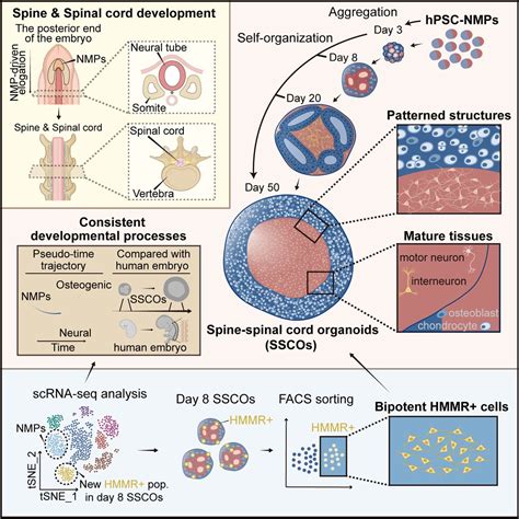 Modeling Human Spine Spinal Cord Organogenesis By Hpsc Derived Neuromesodermal Progenitors Biorxiv