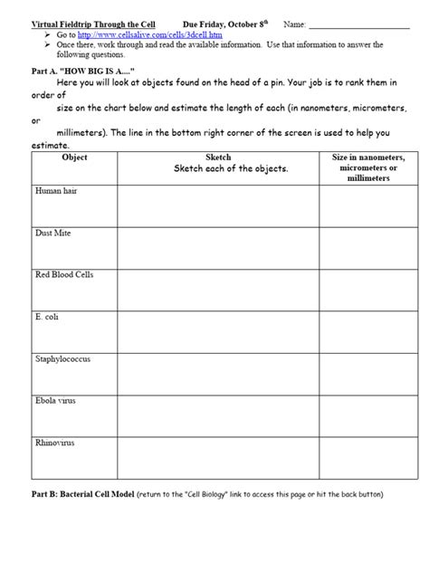 Cell Webquest Pdf Cell Biology Organelle