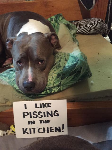 Bronson Aka Knucklehead Floppy Chop Gang Rwhatswrongwithyourdog