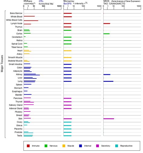 Slco4c1 Gene Genecards So4c1 Protein So4c1 Antibody