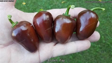 Brown Egg White Hot Peppers Llc