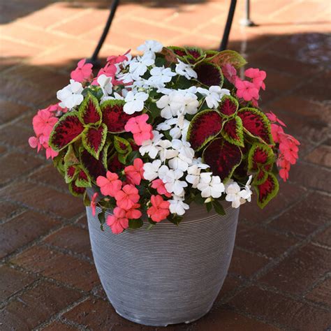 Solenostemon Scutellarioides Kong Jr Rose Portfolio Coleus Siteone