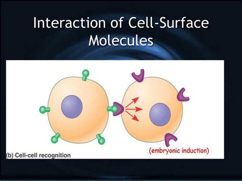 Ppt Cell Communication Dnalcddnalccellsignalsindexhtml