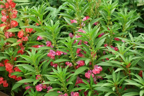 Impatiens Balsamina